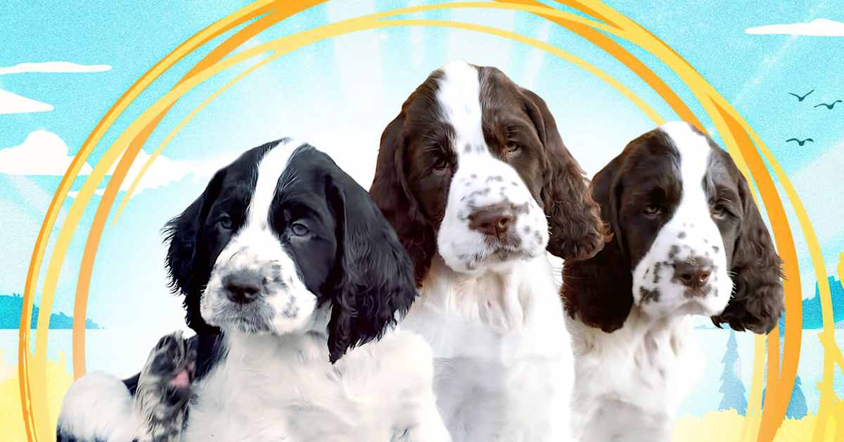 Pentulive 2025 – usein esitetyt kysymykset | Pentulive | Yle