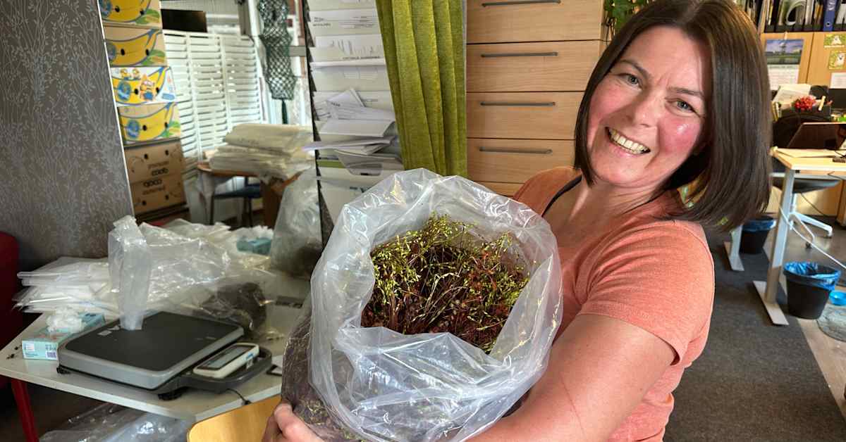 Tuuli Rääpysjärvi rahoittaa matkoja ja remontteja keräämällä kihokkia ...