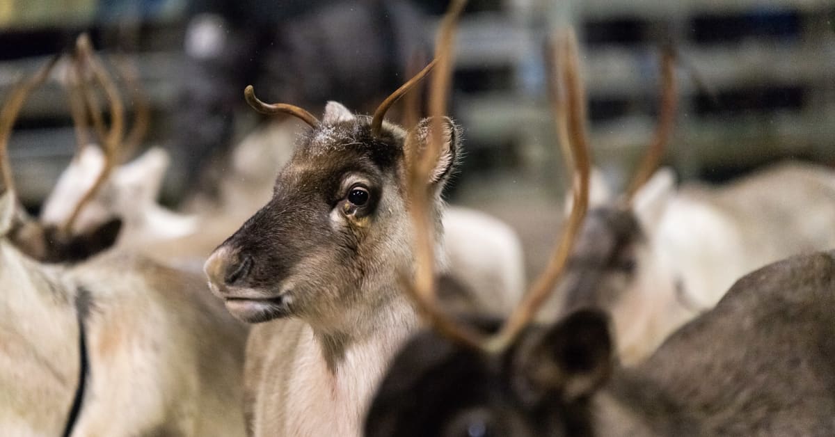 Lapin Kansa: Hoavvariekti gomihii gearretrievtti mearrádusa Gálddoaivvi ...