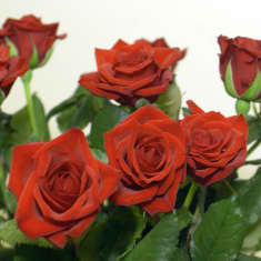 Ruusukimppu | Yle.fi | Uutiset, urheilu, ilmiöt