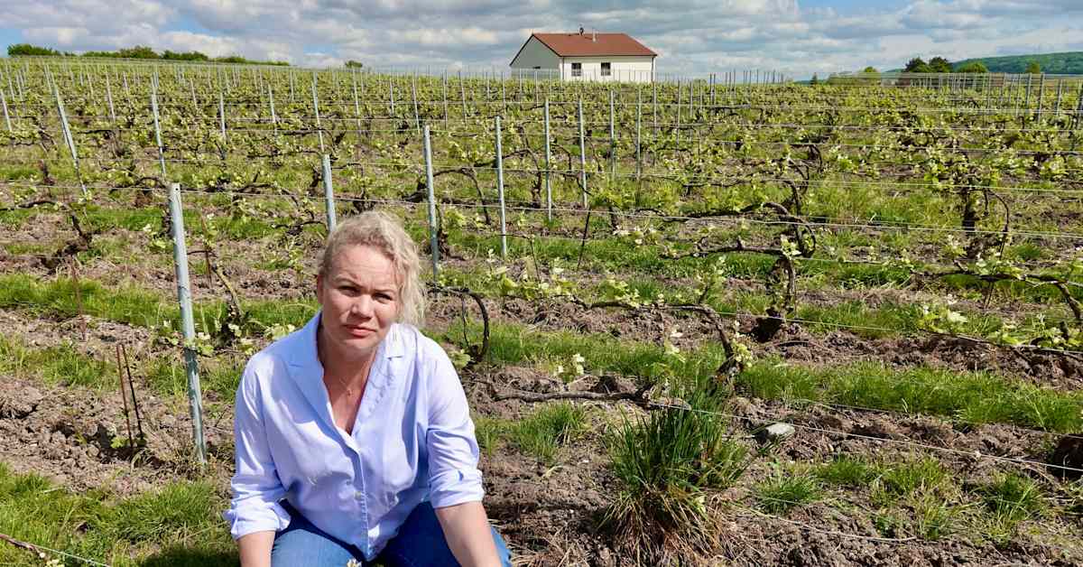 Franska vinodlare livrädda för vad Trumps tullar kan betyda | Utrikes ...