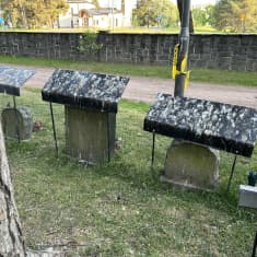 Mustavaris | Yle.fi | Uutiset, urheilu, ilmiöt