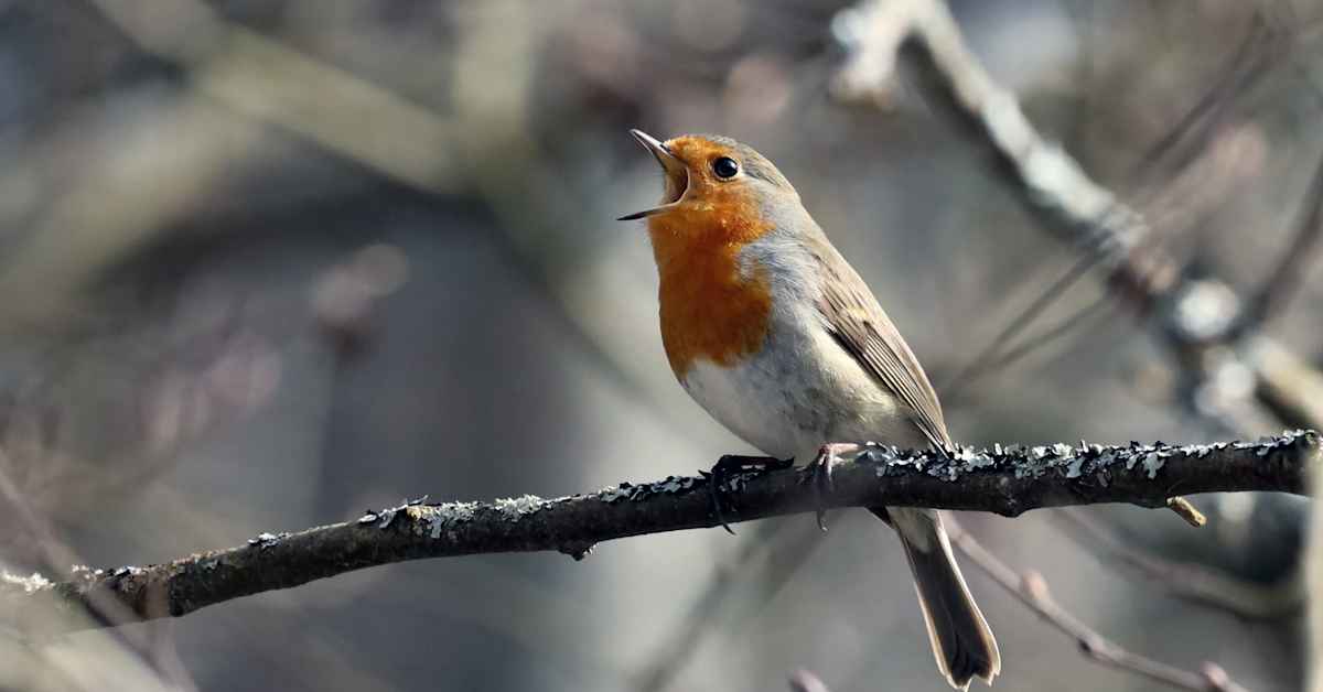 Monet yleiset suomalaiset lintulajit vähenevät – punarintoja on ollut ...