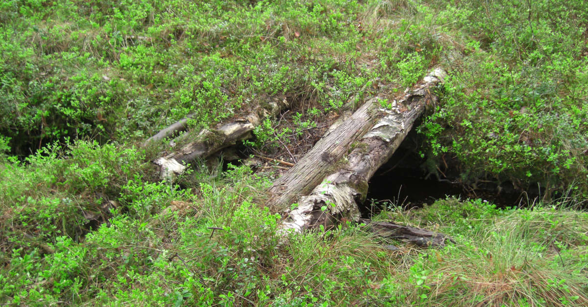 Stormossen och Skinnarvikskogarna skyddas inte | Åboland | Svenska Yle
