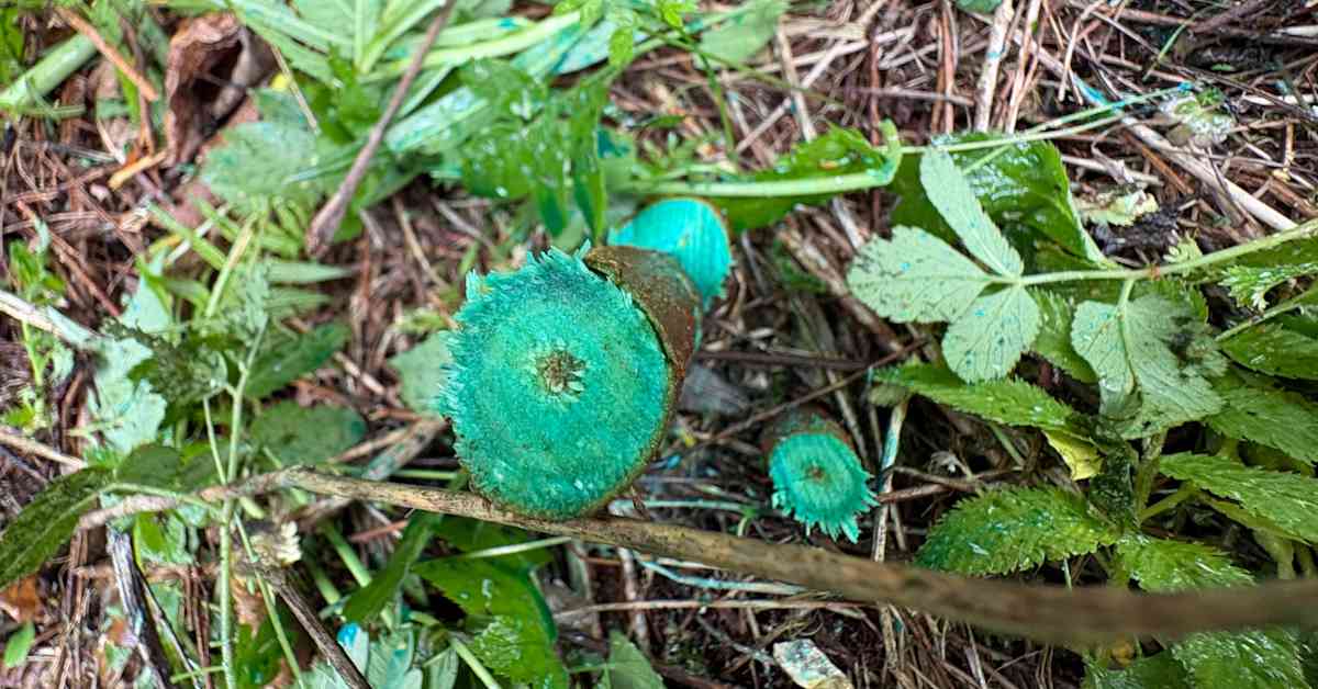 Haitallinen viitapihlaja-angervo yritetään saada kuriin lahottajasienen ...