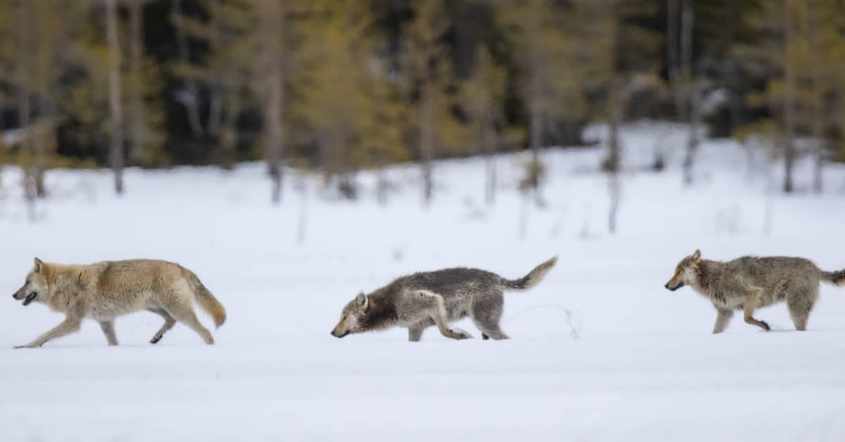 Wolves kill hundreds of reindeer in northern Finland | Yle News | Yle