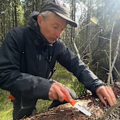 Luken tutkija Juha Siitonen repii puukolla kuorta maassa makaavan lahonneen kuusirungon päältä.
