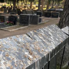 Mustavaris | Yle.fi | Uutiset, urheilu, ilmiöt