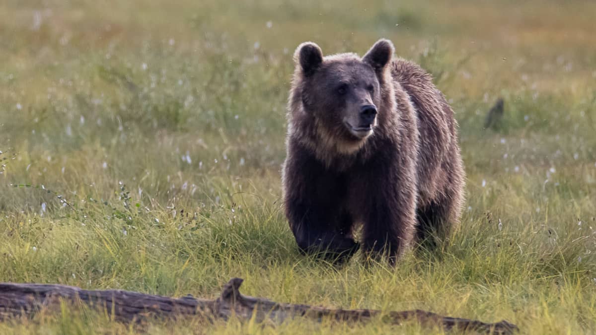 Hallinto-oikeuden päätös Kuhmon karhujahdista tuli: Riistakeskuksen myöntämä lupa oli ...