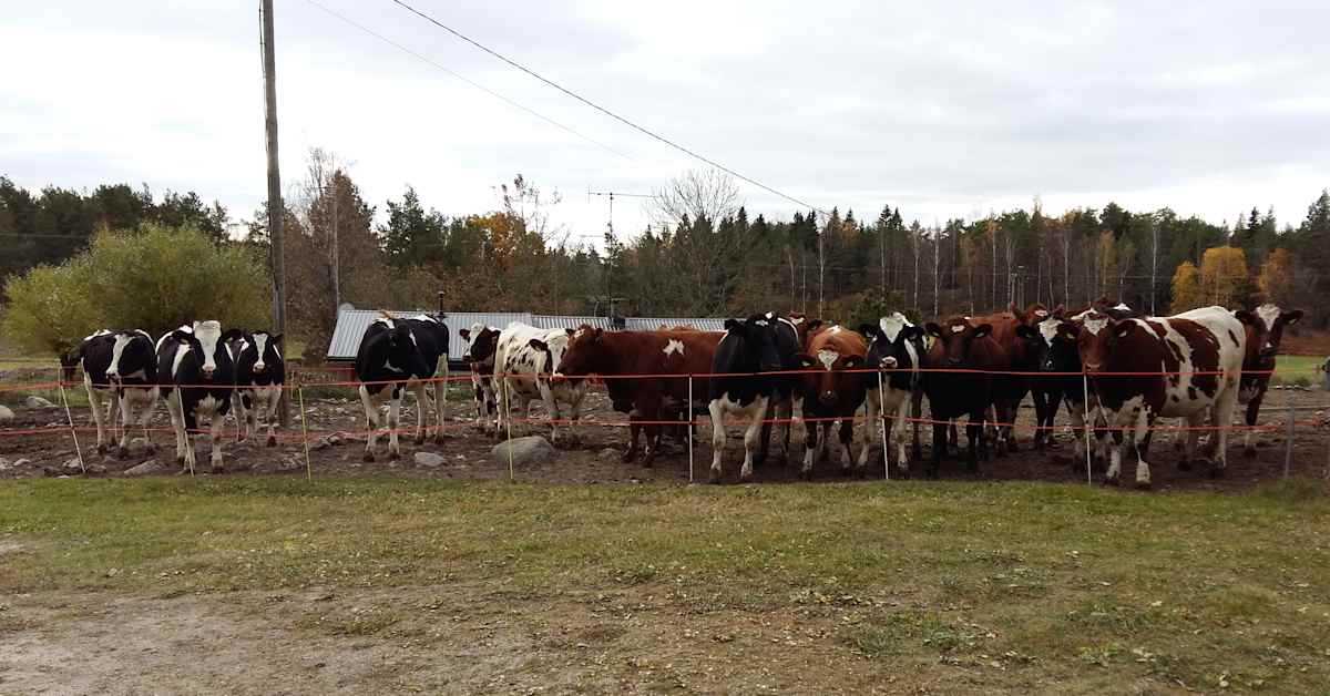 Avbytare kan sägas upp i sydvästra Finland | Åboland | Svenska Yle