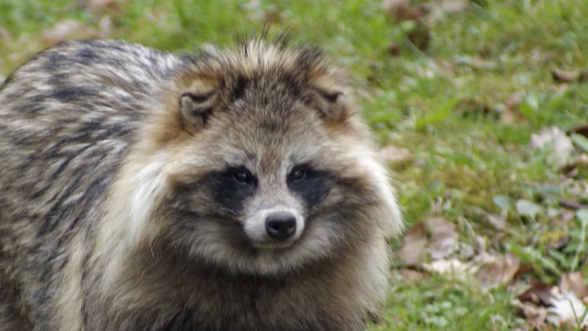 Tutkimus: supikoiraa esiintyy huomattavasti vähemmän susi- ja ...