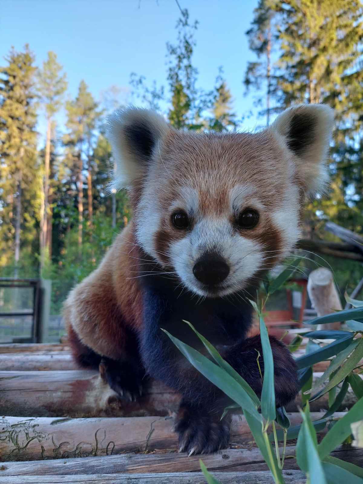 red panda under attack