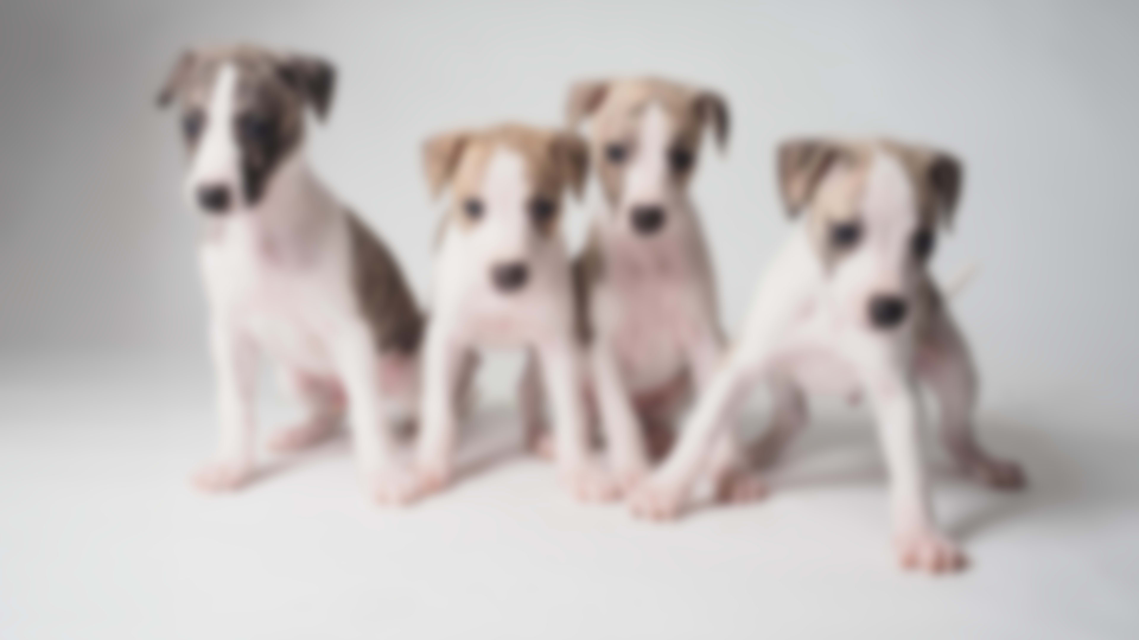 Pentulive: Suora on päättynyt, pennut ovat uusissa kodeissaan! | Pentulive | Yle Areena