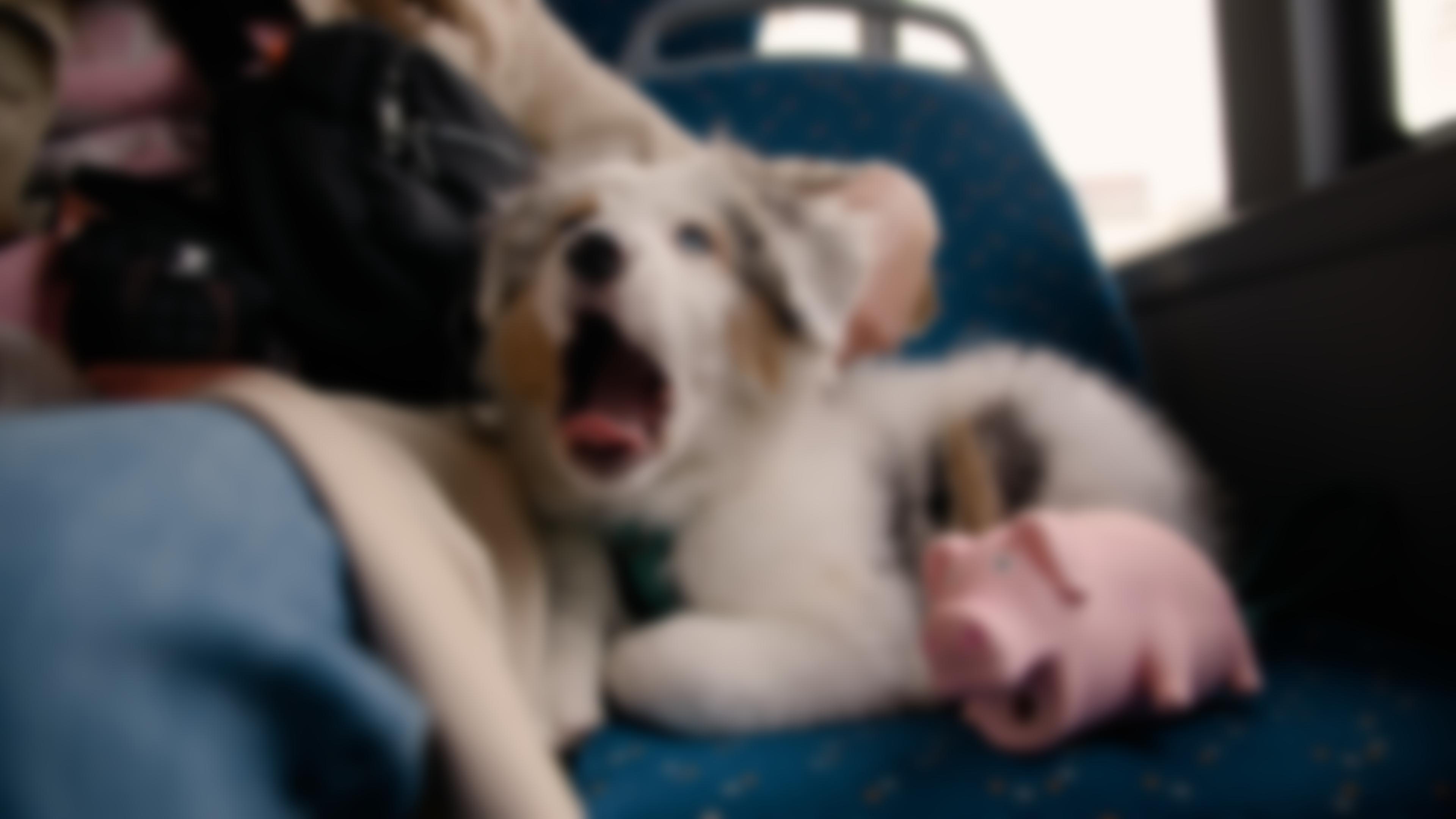 K2, J5: Tyra naapurissa | Tyra-pennun seikkailut | Yle Areena