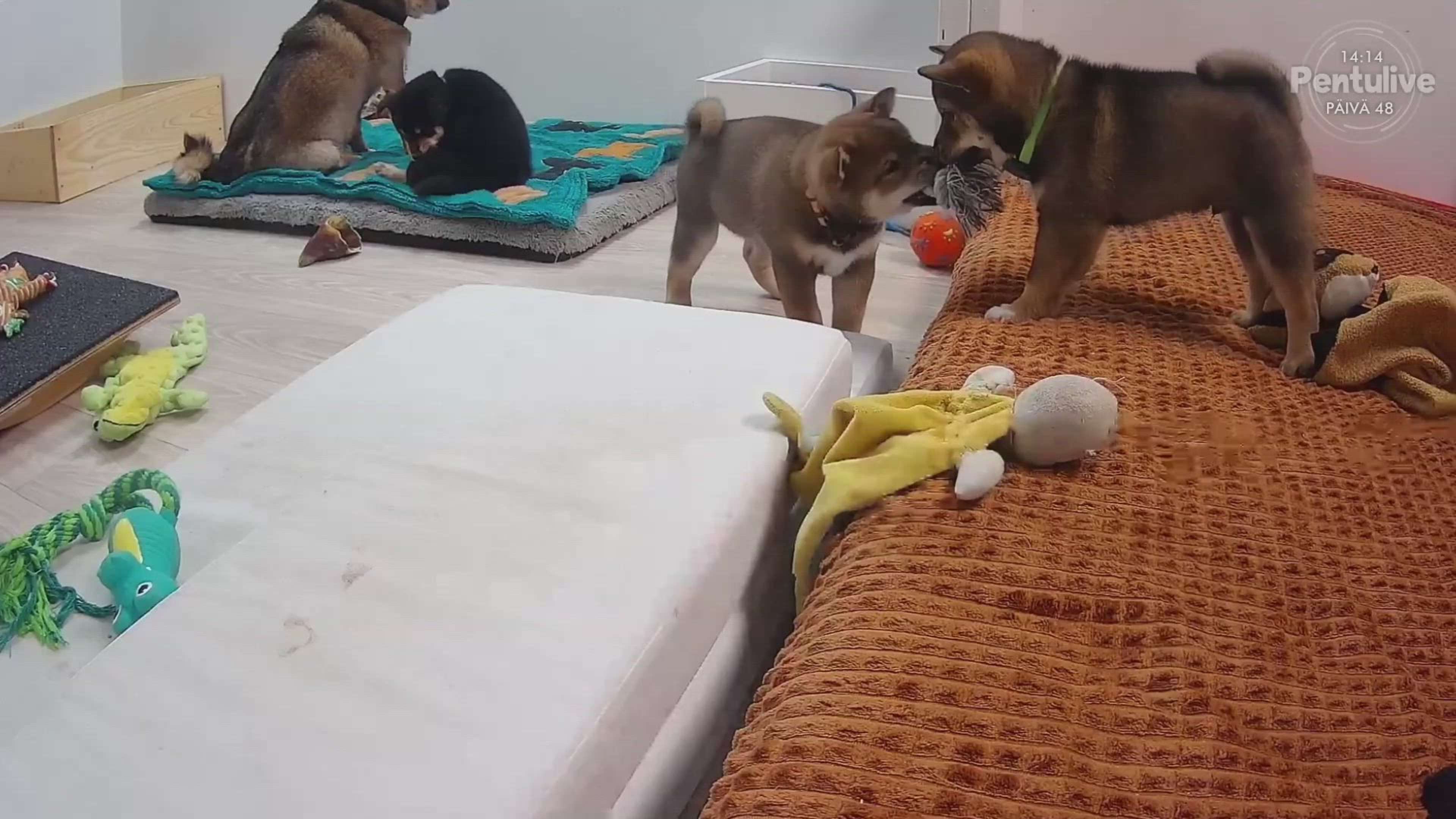 Pentulive 2022 - Pentujen seitsemäs viikko | Yle Areena