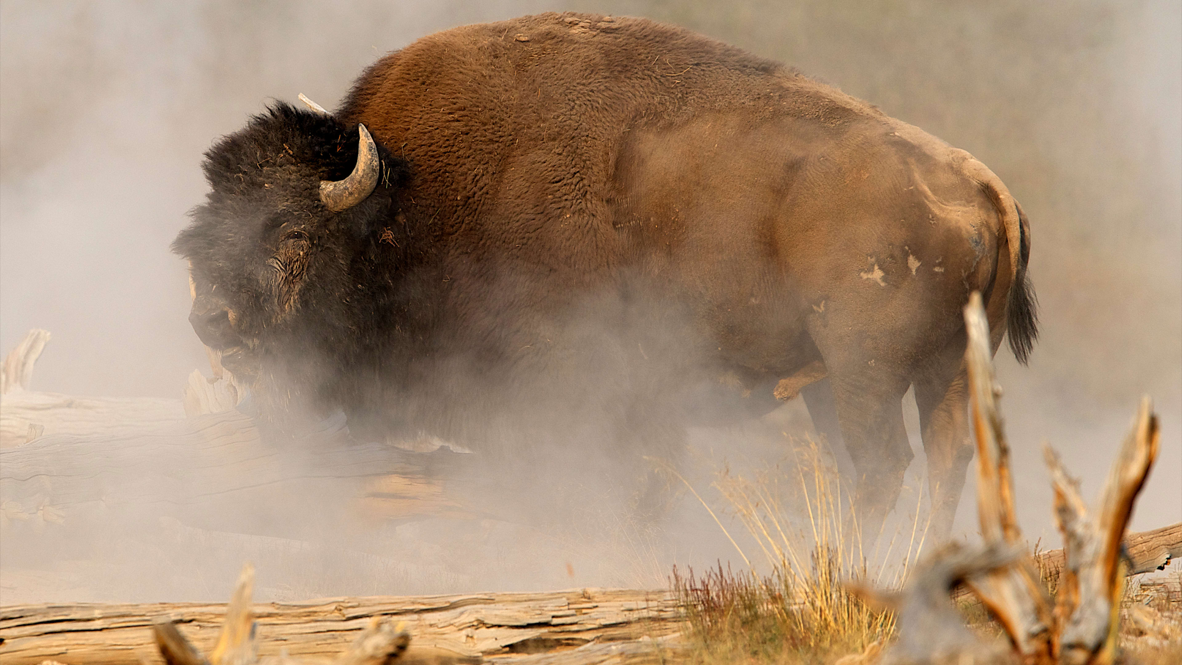 Avara luonto: Amerikan biisoni | Yle Areena