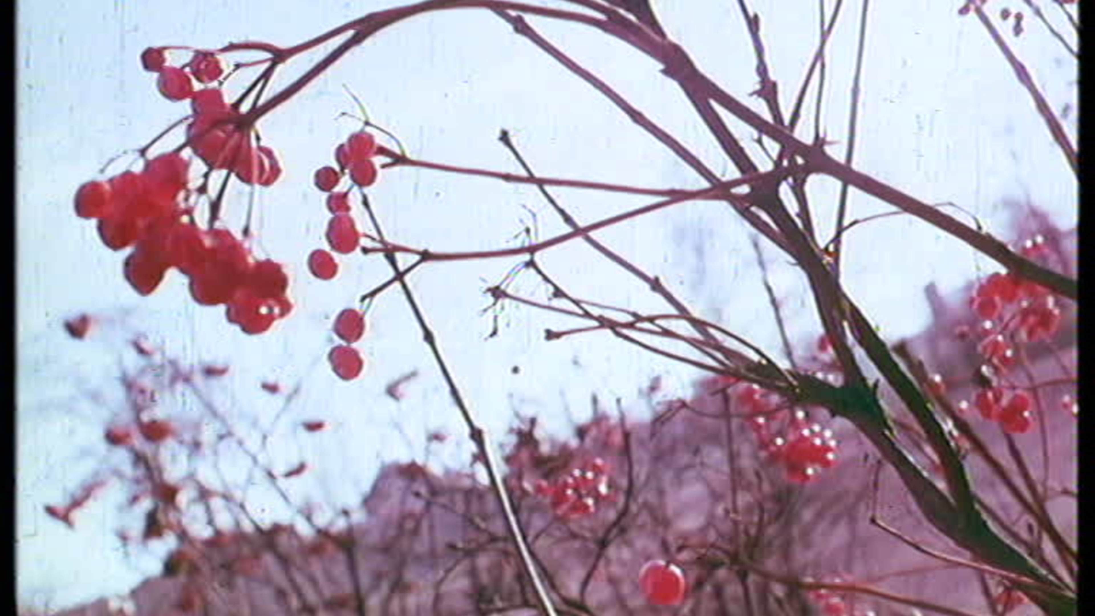 "Ei tarvii vaihtaa sydämentahdistimeen patteria, kun on pieni ...