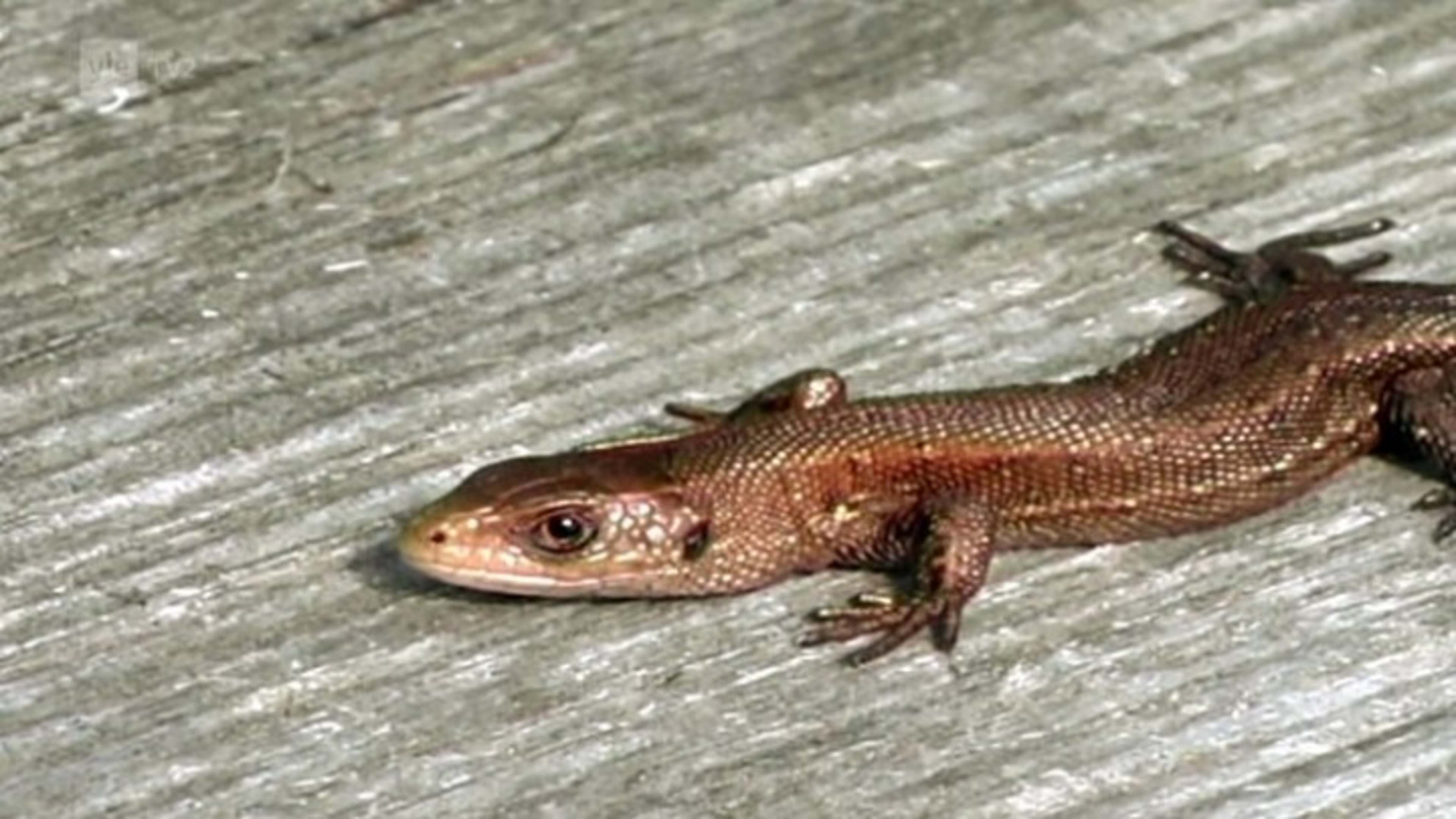 Maapallottelua | Yle Areena