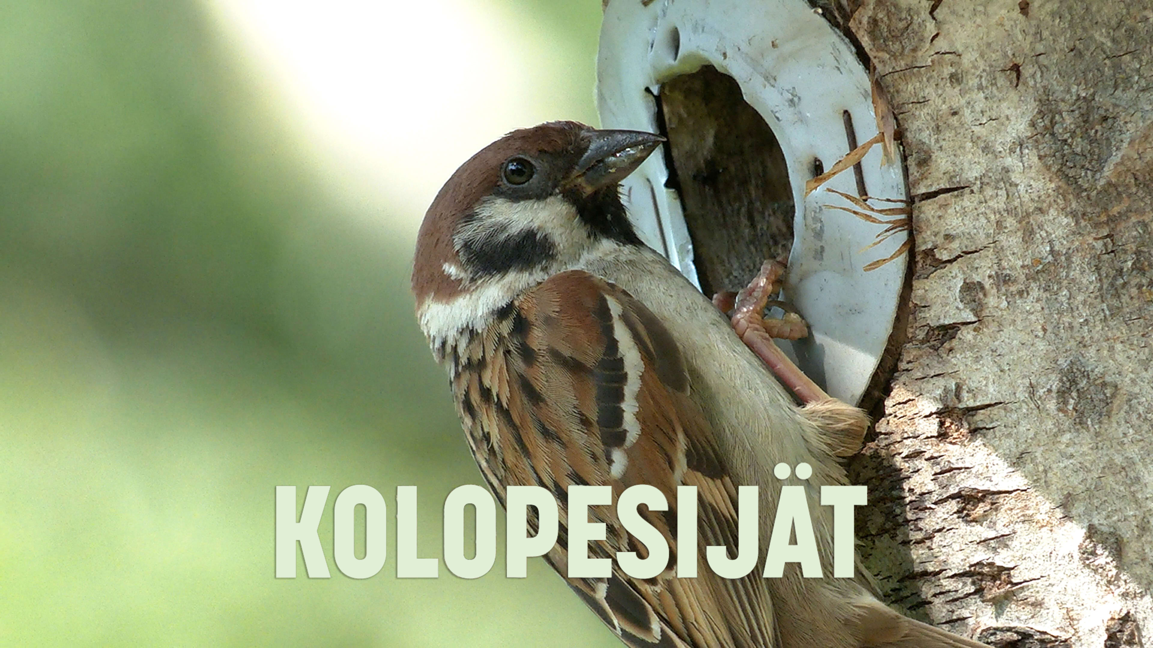 Operaatio Norppa | Yle Areena