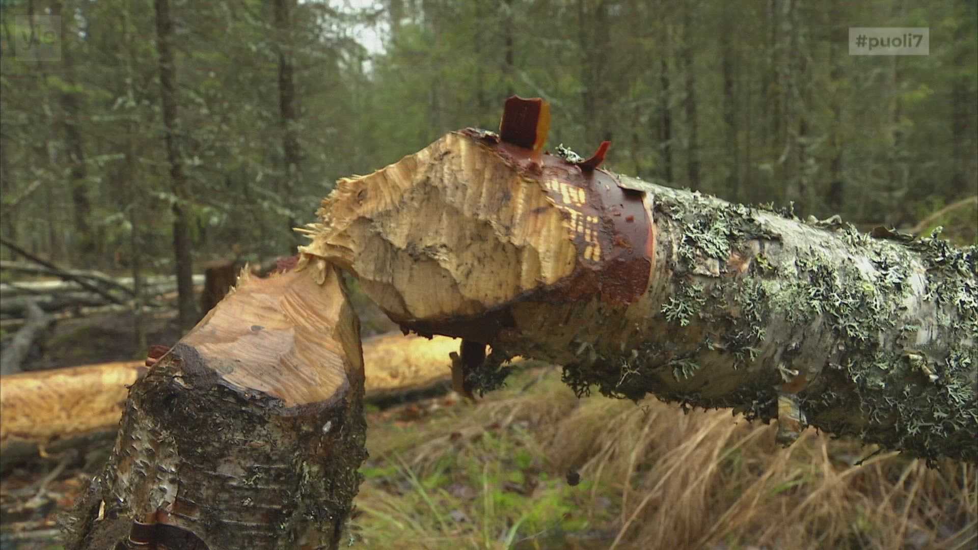 Majava | Tarinoita järviltä | Yle Areena