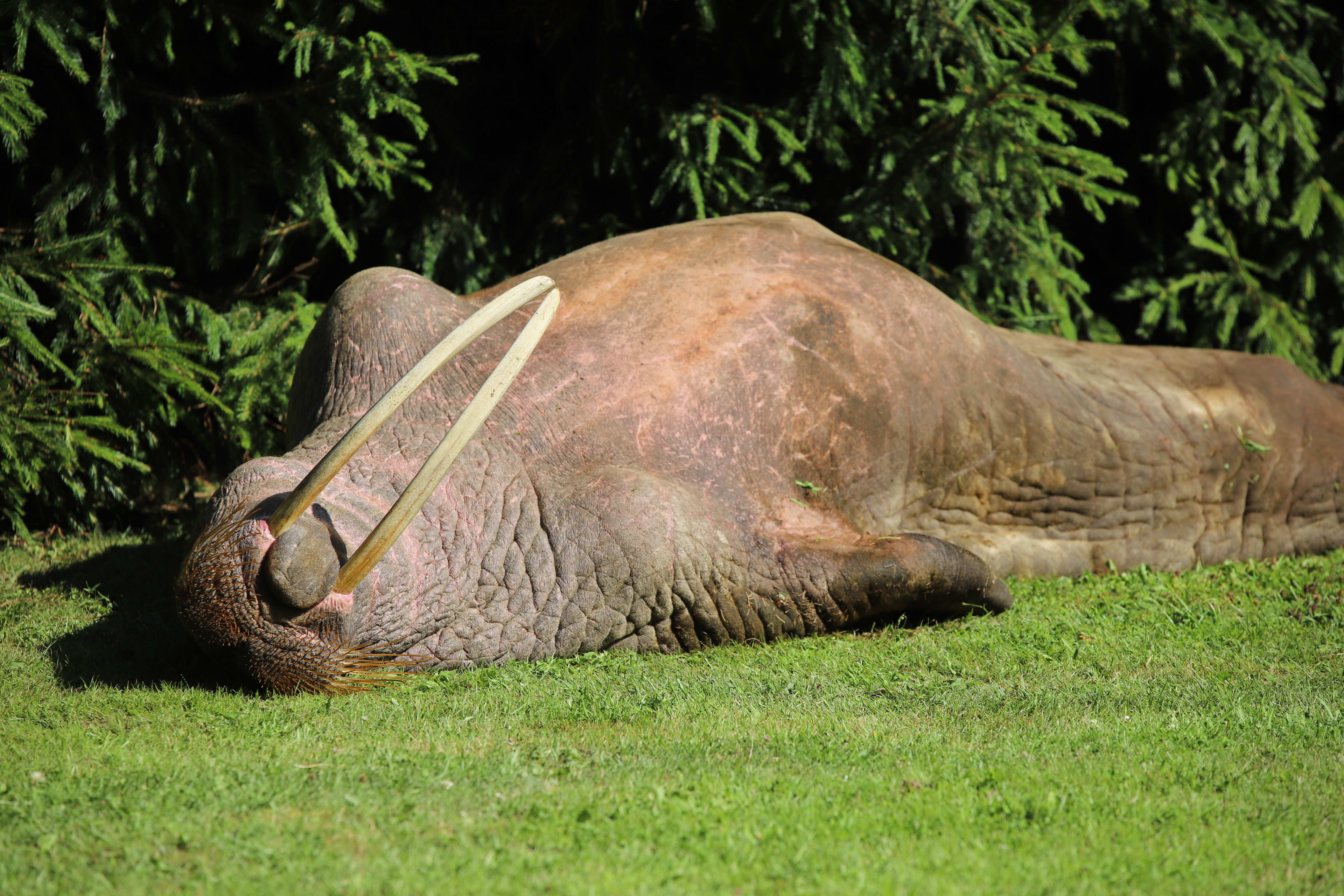 Yle seuraa mursun kohtaloa - mursu lähti Korkeasaareen | Yle Kaakkois ...