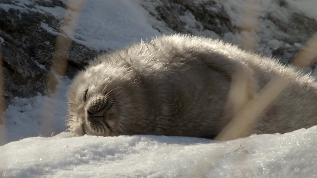 Saimaannorppa | Tarinoita järviltä | Yle Areena