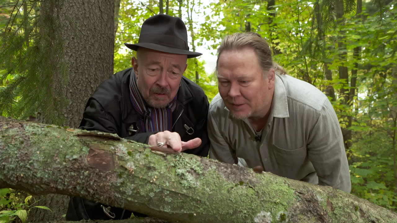 Majava | Tarinoita järviltä | Yle Areena