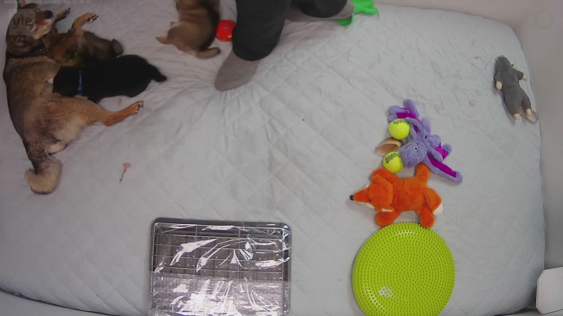 Pentuliven parhaat palat: Möpsön ja pentujen 8 viikkoa | Pentulive | Yle Areena