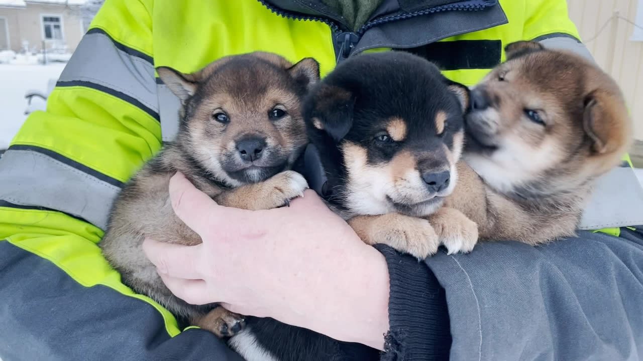 Traileri: Pentulive | Pentulive | Yle Areena