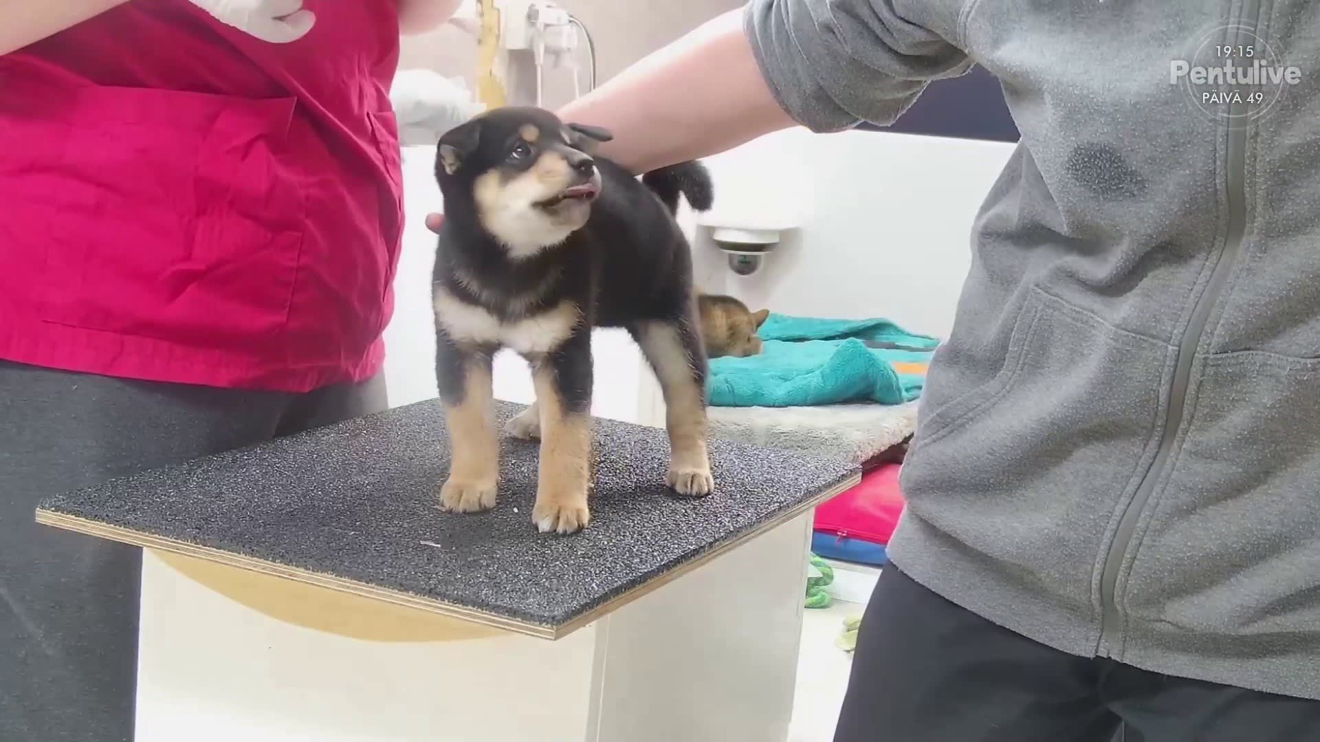 Pentujen eläinlääkärin tarkastus | Pentulive | Yle Areena