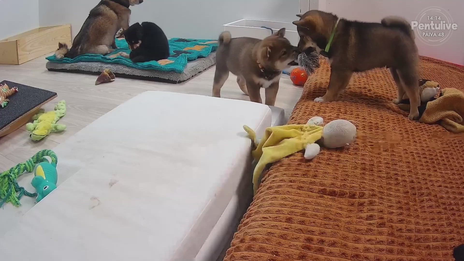 Pentuliven parhaat palat 2022: Möpsön ja pentujen 8 viikkoa | Pentulive | Yle Areena