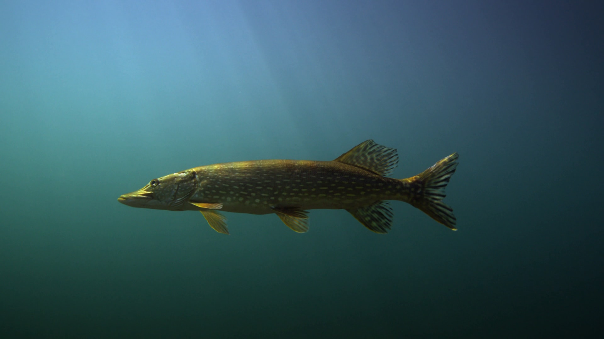 Kalat | Tarinoita järviltä | Yle Areena