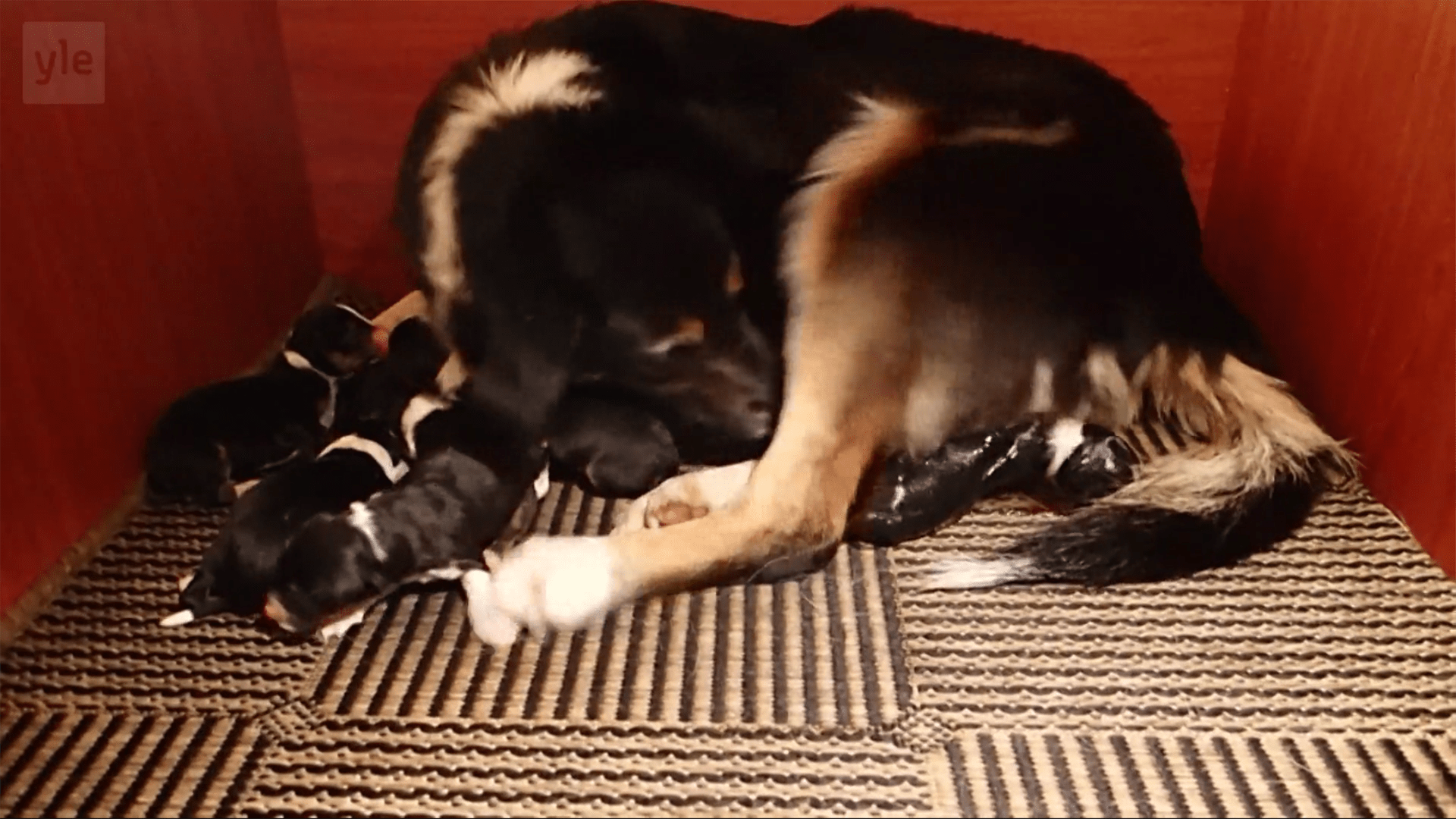 Pentuliven parhaat palat 2021: Akan ja pentujen kahdeksan viikkoa | Pentulive | Yle Areena