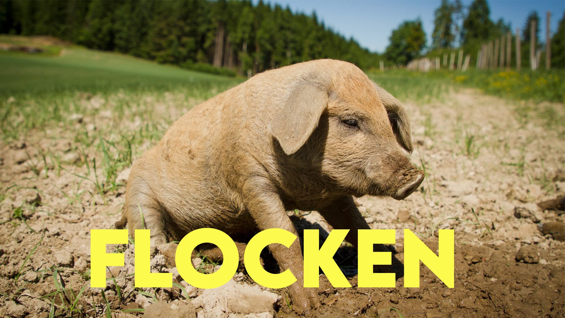 Fantti ja eläimet | Yle Areena