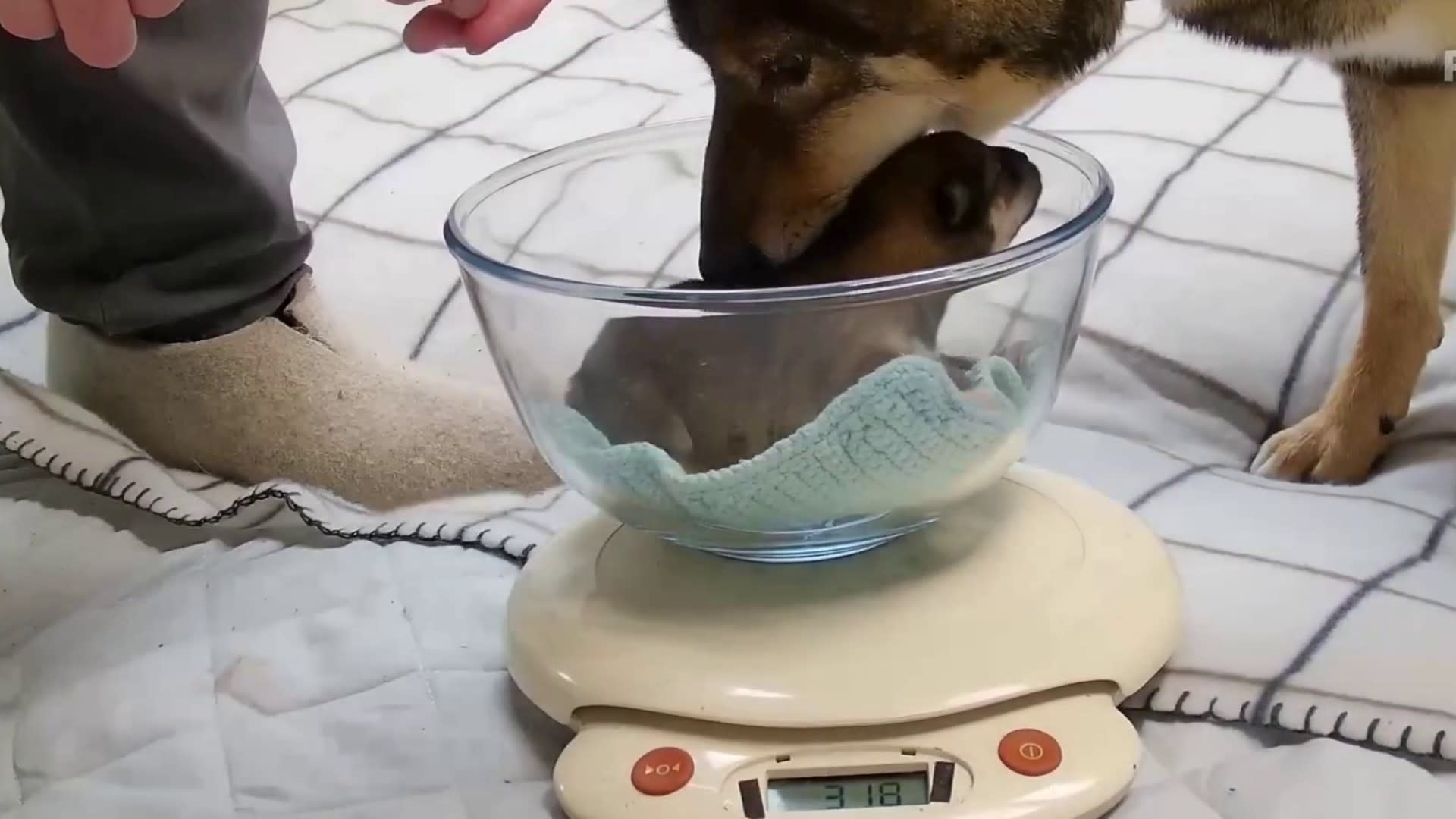 Pentujen toinen punnitus | Pentulive | Yle Areena