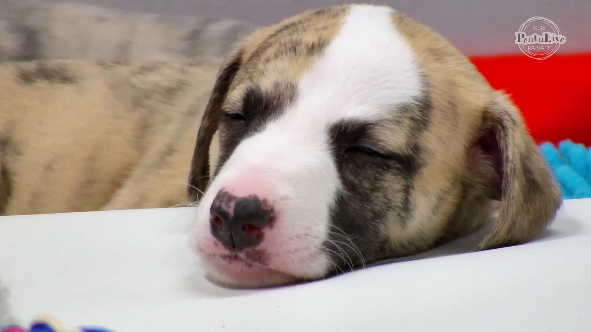 Pennut täydessä unessa | Pentulive | Yle Areena