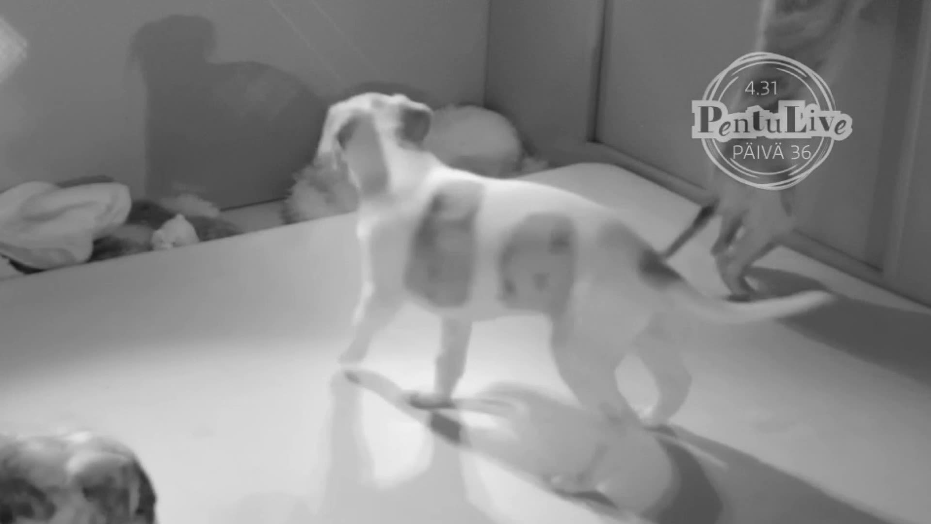 Öinen itku äidin perään | Pentulive | Yle Areena