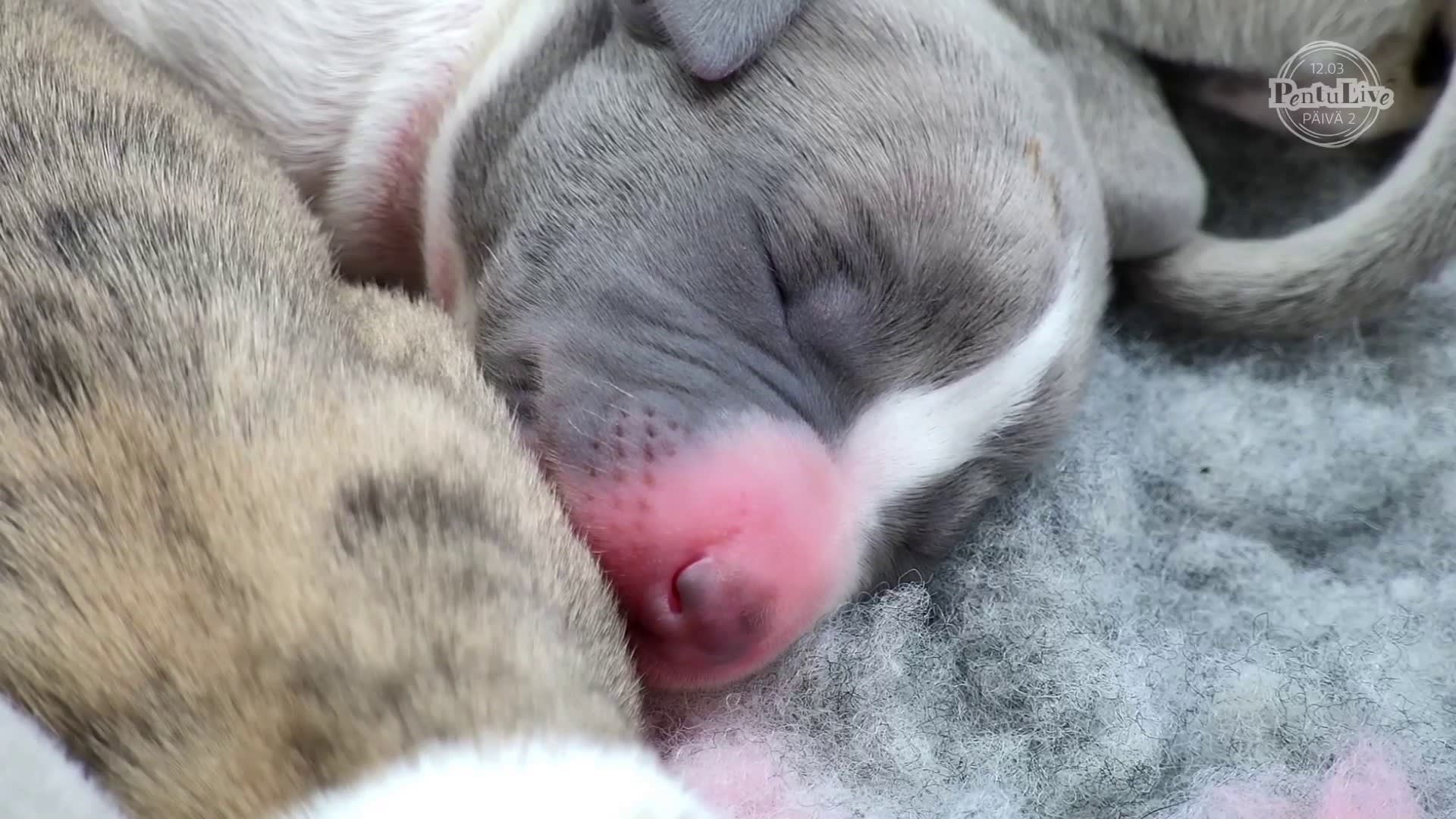 Pennut päiväunilla | Pentulive | Yle Areena