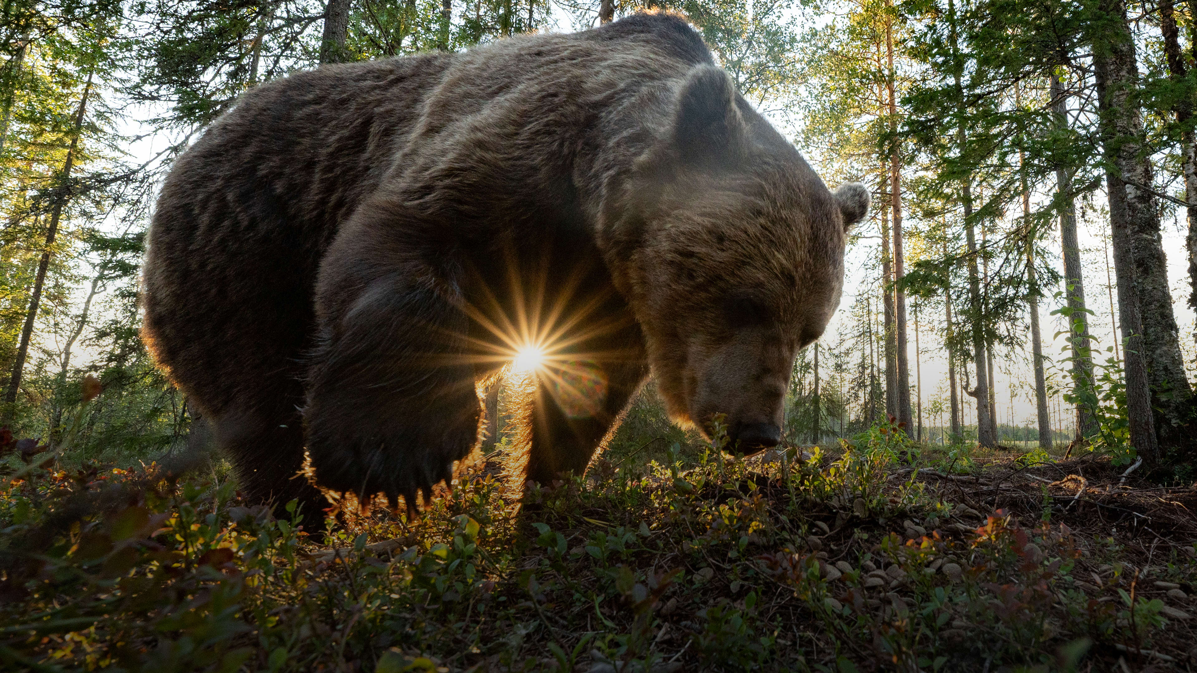 Avara luonto: Tarunhohtoinen Pohjola | Yle Areena
