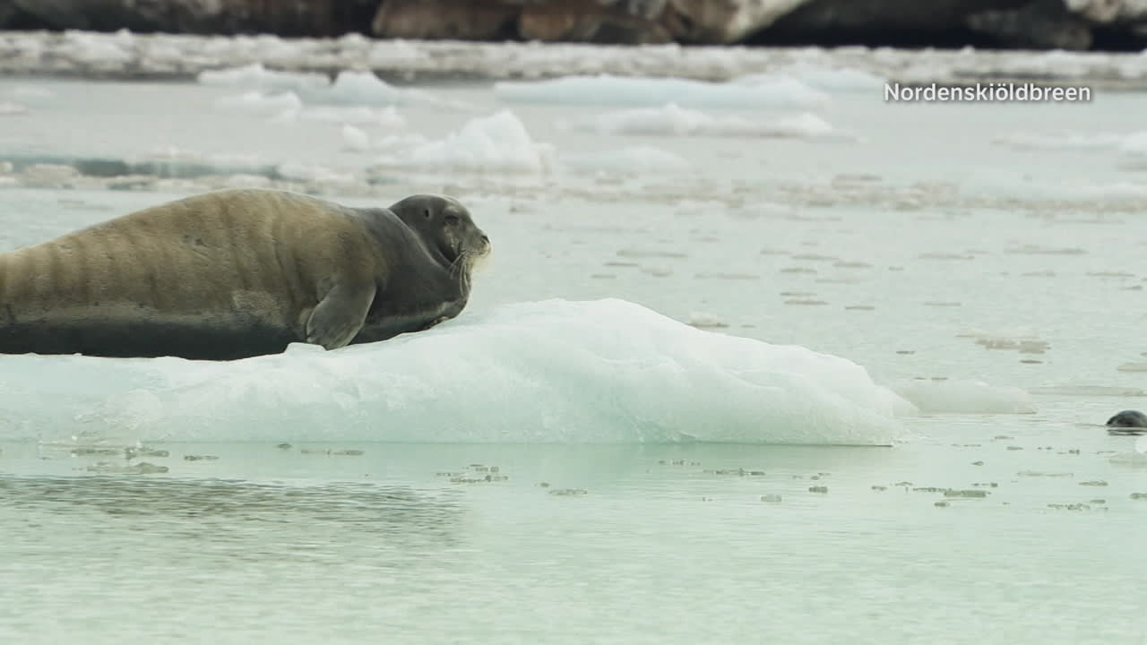 Patagonia / Puuma | Exploring Earth | Yle Areena