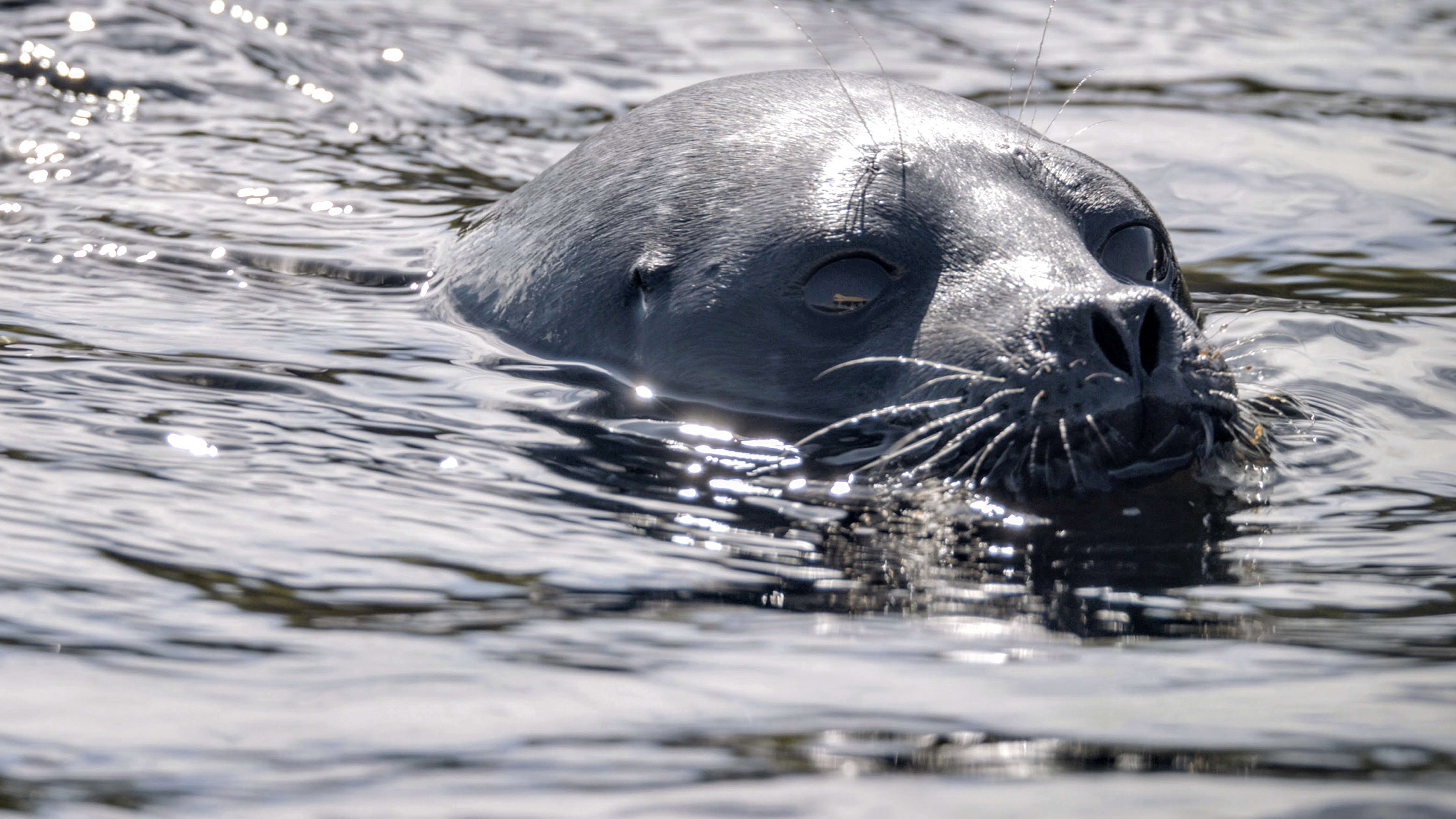 Operaatio Norppa | Yle Areena