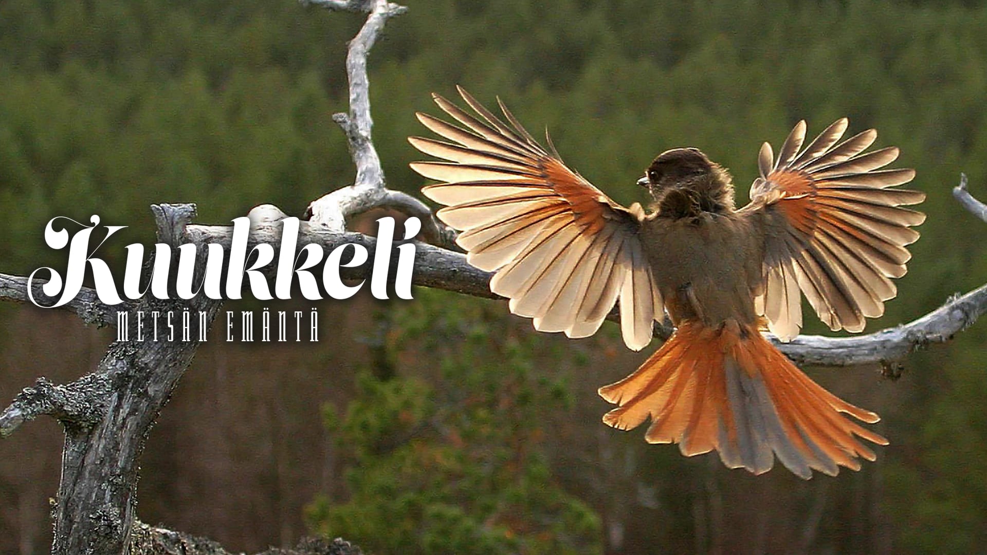 Merikotkan paluu | Yle Areena