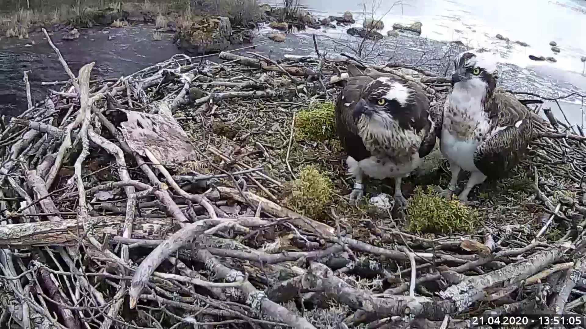 Norppalive ja sääksikamera ovat maailman aidointa tositelevisiota | Yle Keski-Suomen ja Etelä ...