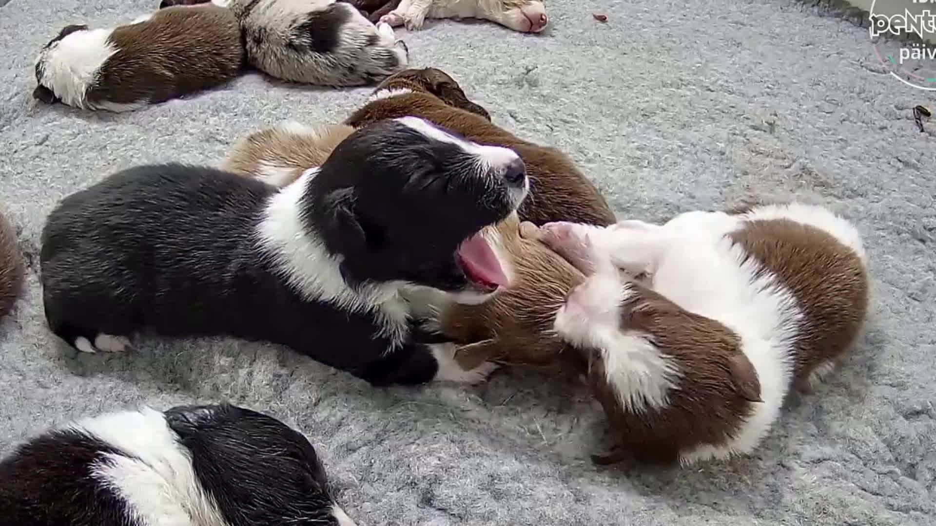 Häntä-, tassu ja kuonomaistelut | Pentulive | Yle Areena