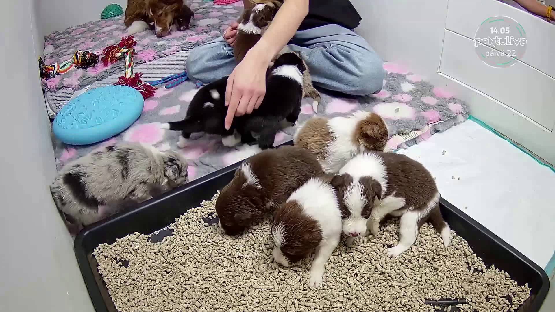 Pennut saavat sisävessan | Pentulive | Yle Areena