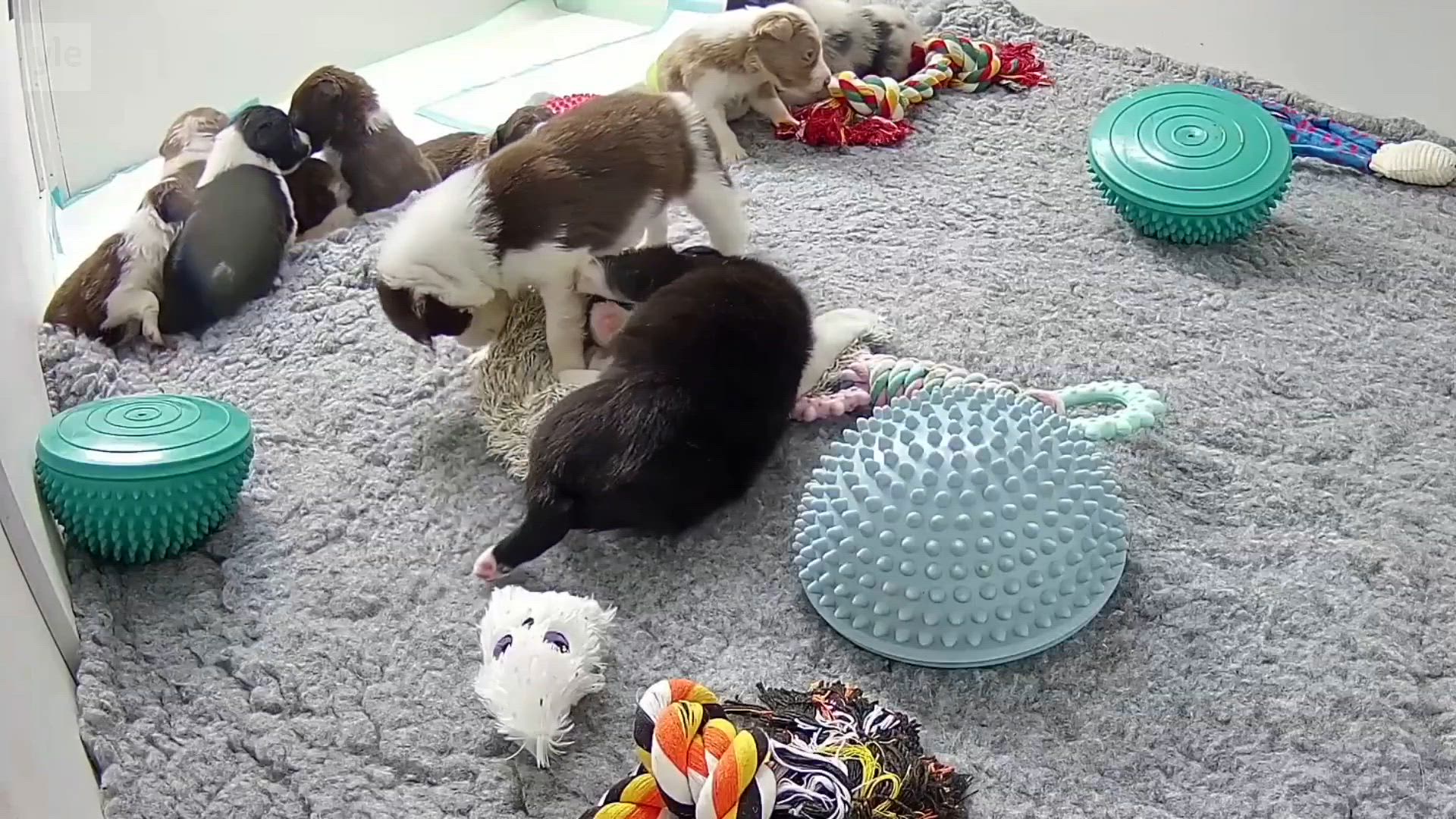 Pentuliven 4. viikkokooste | Pentulive | Yle Areena