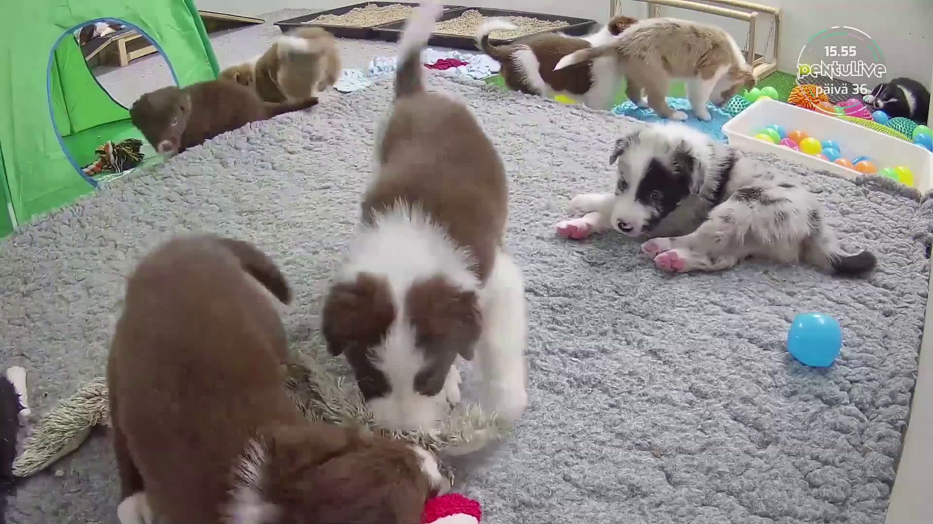 Pentujen villi kotiinpaluu | Pentulive | Yle Areena