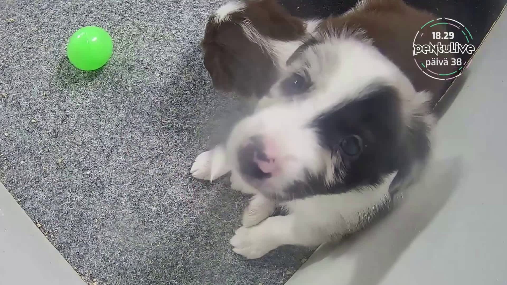 Imuria paossa | Pentulive | Yle Areena