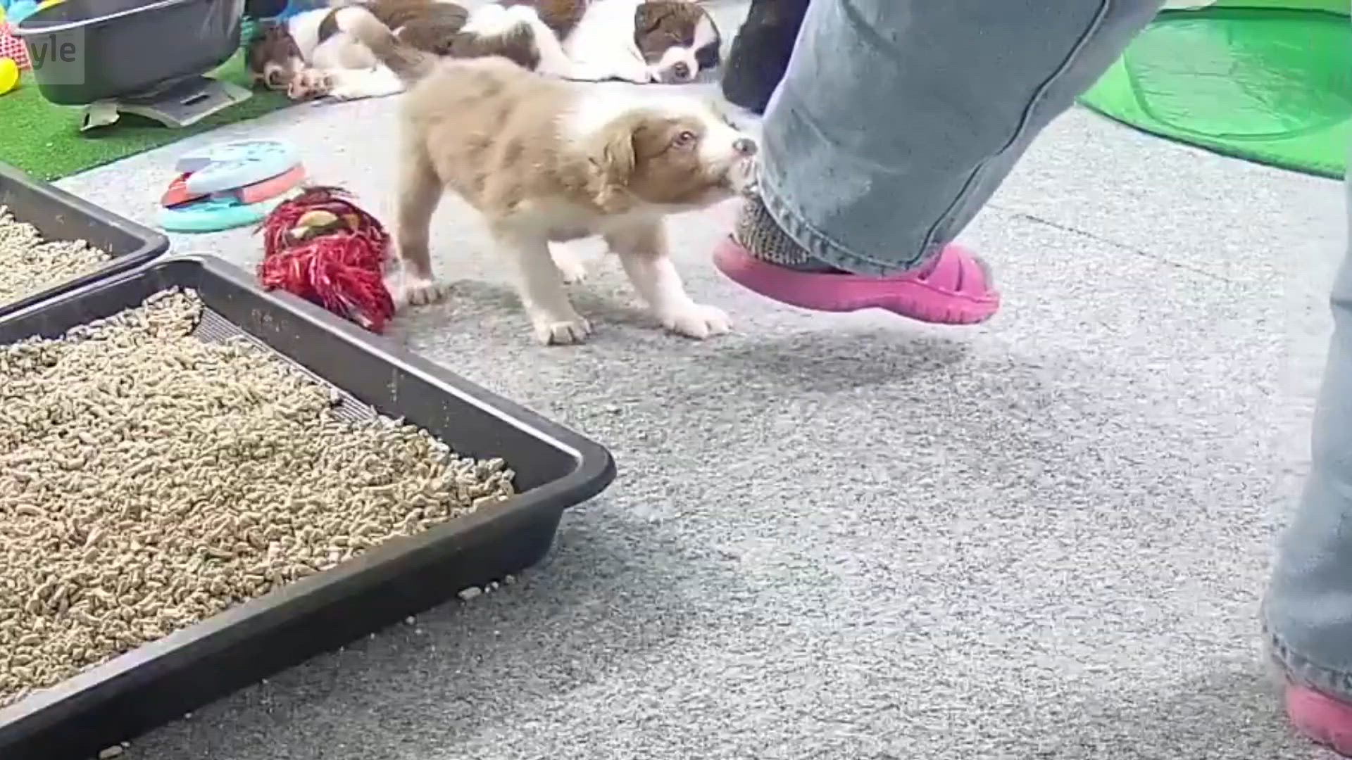 Pentuliven 6. viikkokooste | Pentulive | Yle Areena