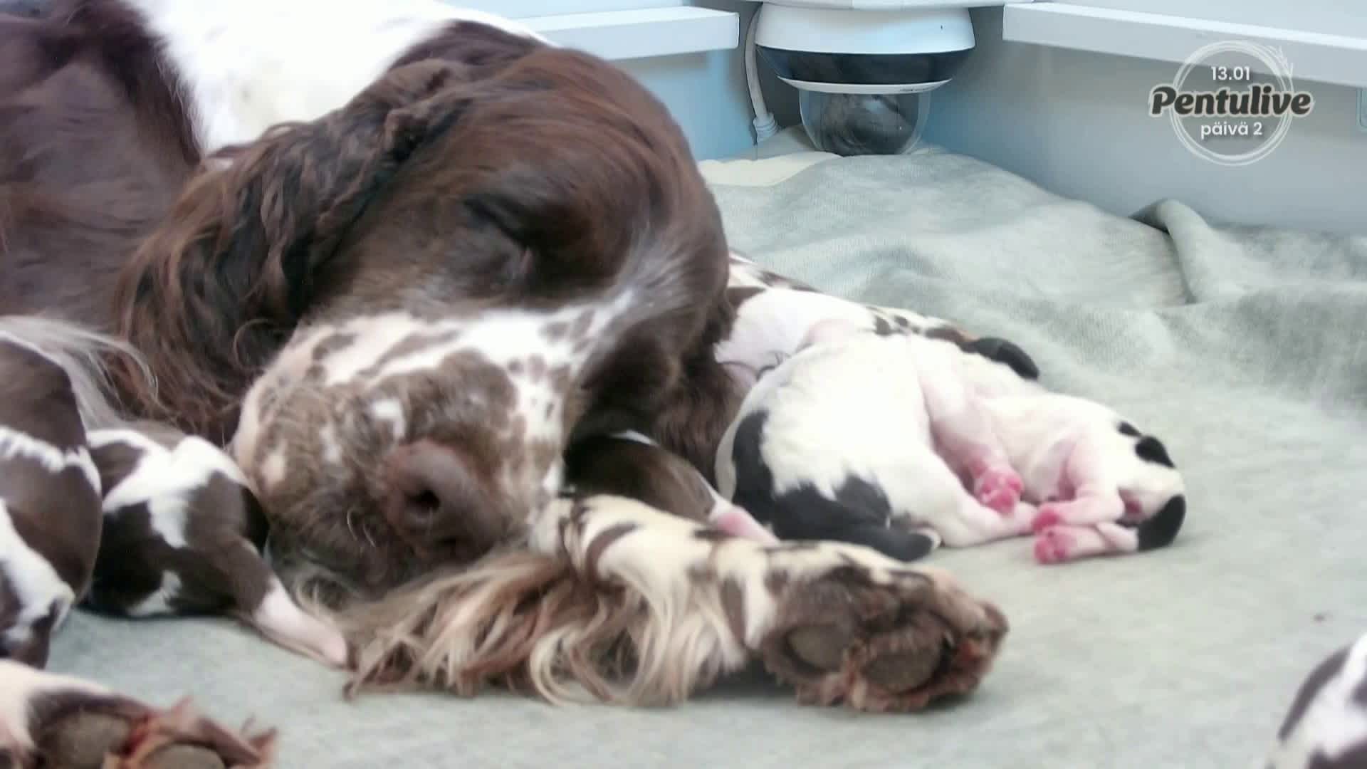 Murun makeat unet lähikuvassa | Pentulive | Yle Areena